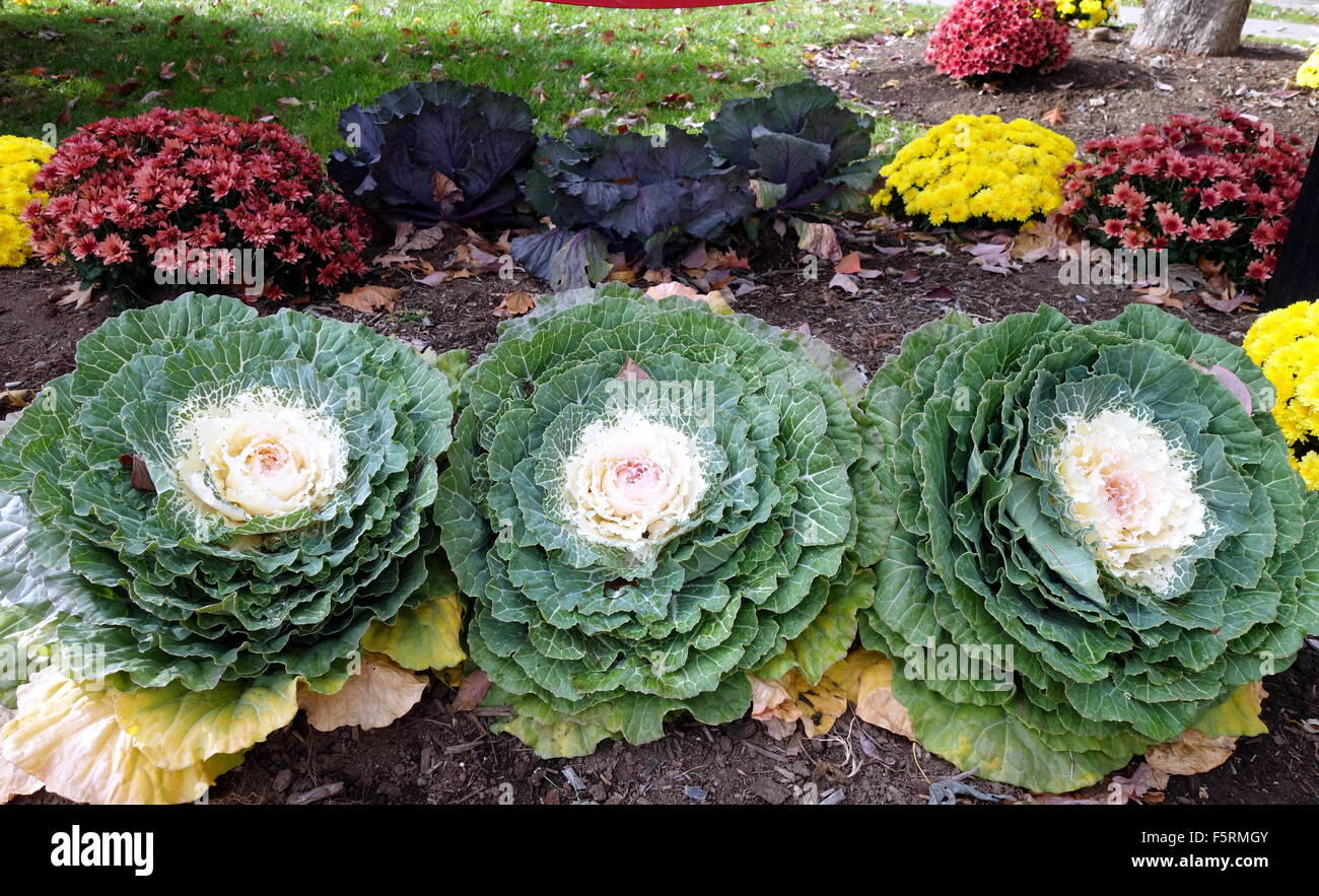 Green cabbage decorative hi-res stock photography and images - Alamy