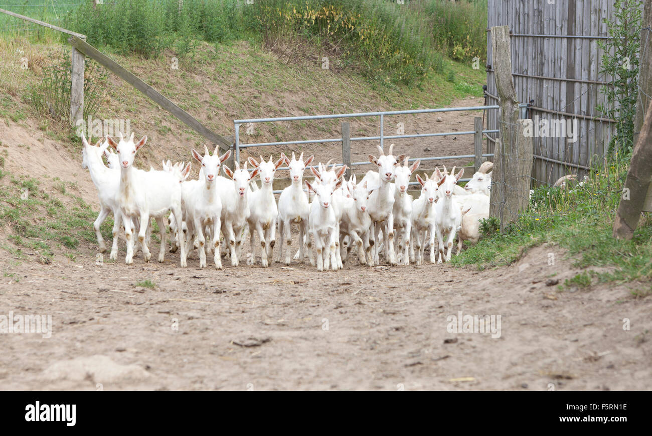 Goat running hi-res stock photography and images - Alamy