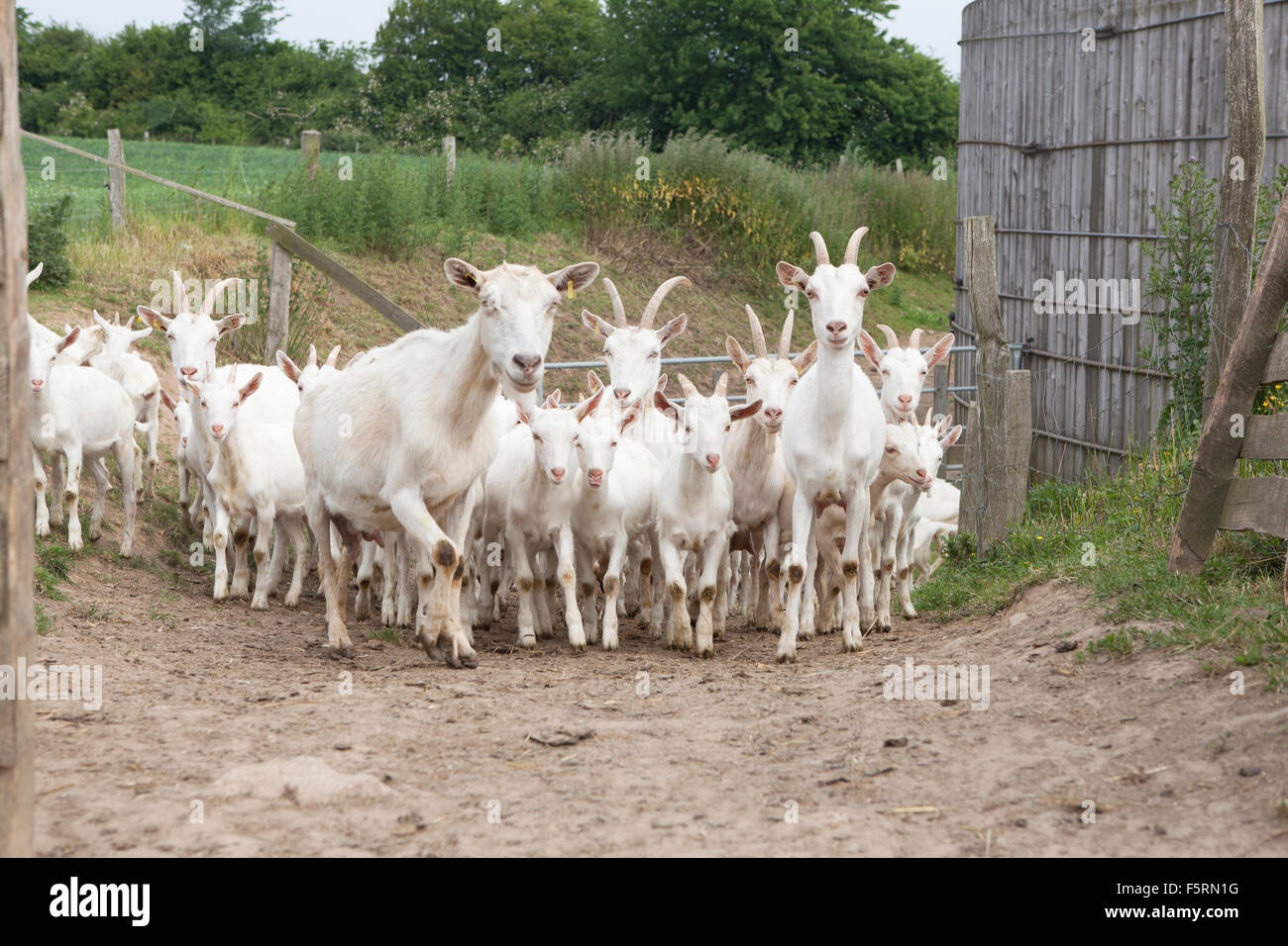 Goat running hi-res stock photography and images - Alamy