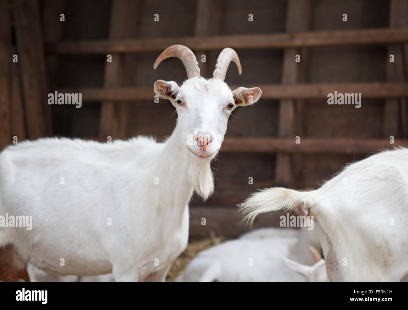 a goat is in the barn and looking to the camera Stock Photo - Alamy