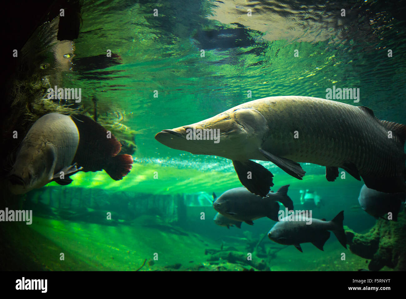 Closeup of giant fishes underwater Stock Photo - Alamy