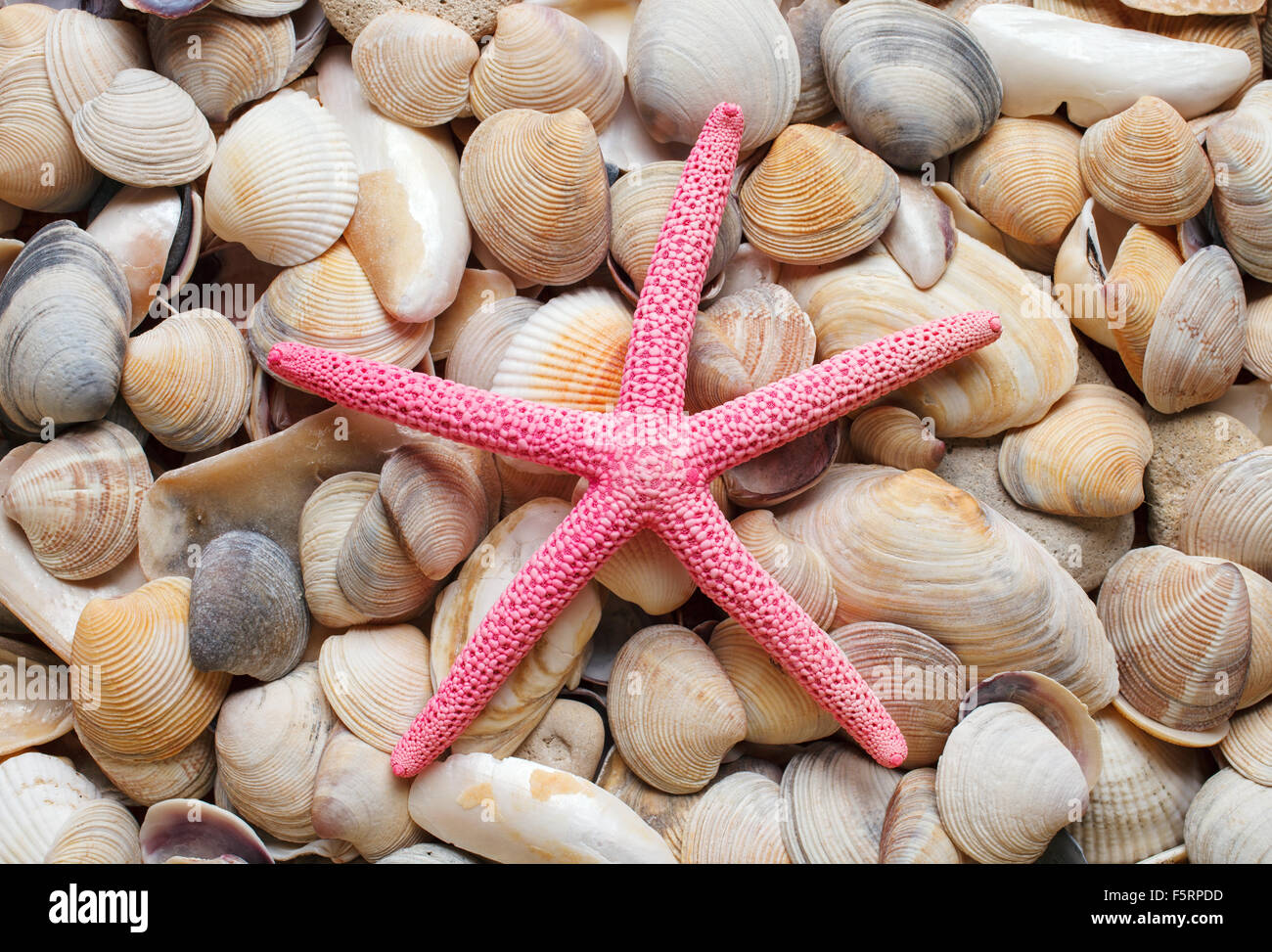 sea shells background.Starfish Stock Photo - Alamy