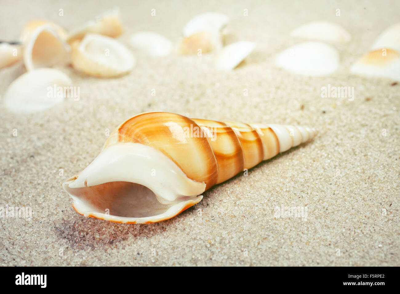 Beautiful sea shells hi-res stock photography and images - Alamy