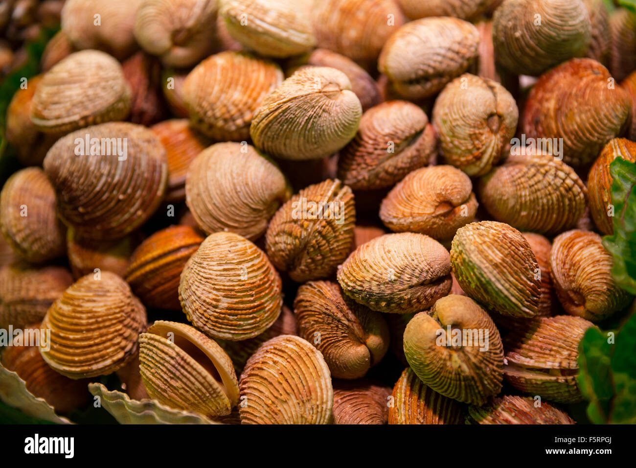 Bivalve mollusks hi-res stock photography and images - Alamy
