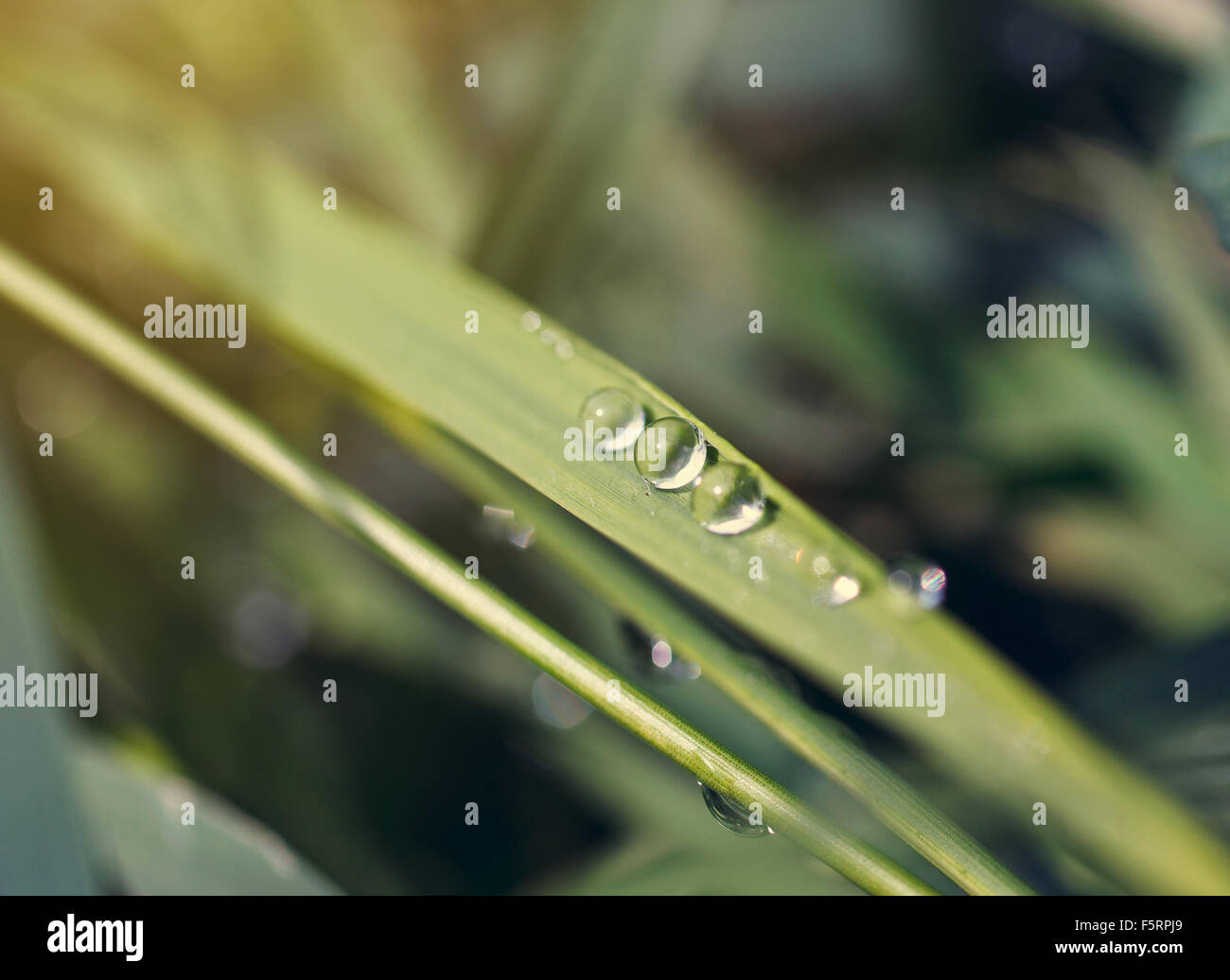 drops of dew Stock Photo - Alamy