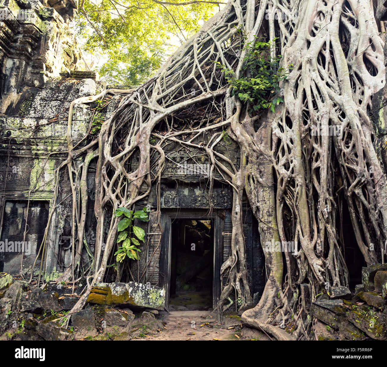 Part of Angkor temple covered with roots Stock Photo - Alamy