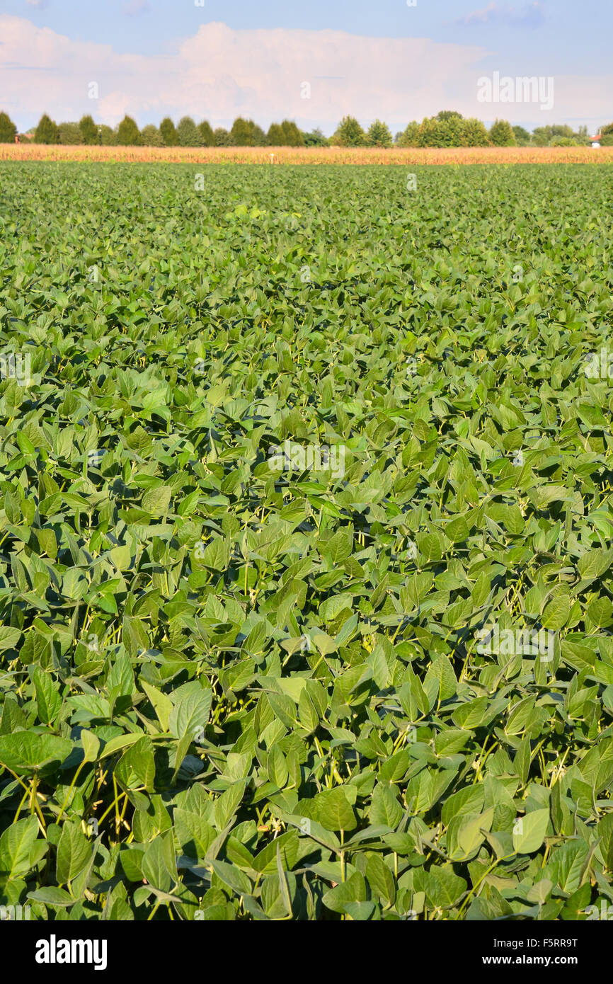Soy Bean Plant Field Stock Photo - Alamy