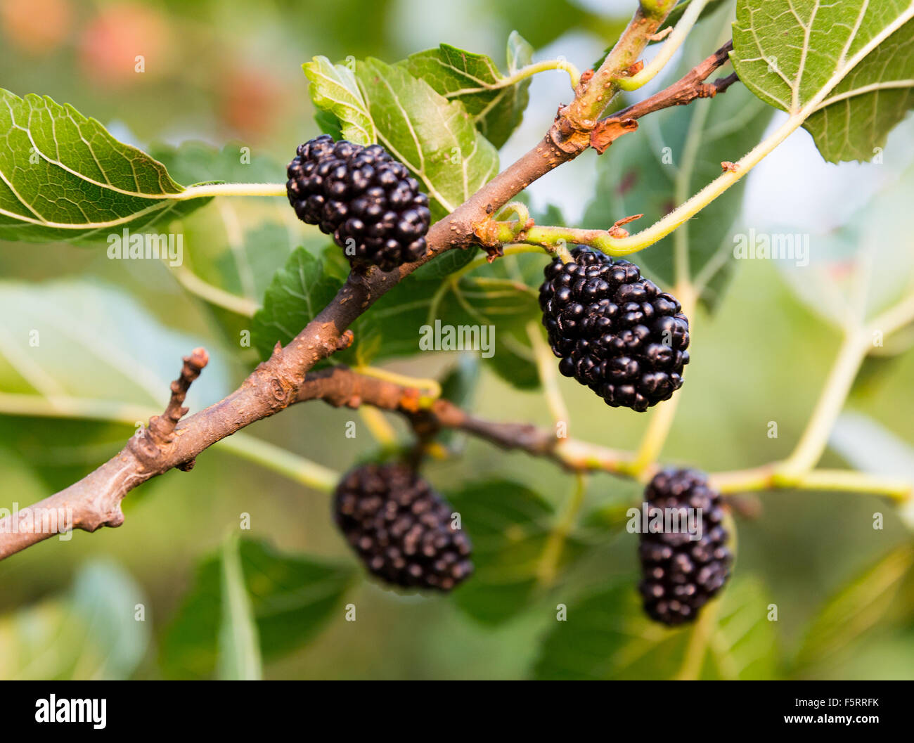 Closeup of mulberries growing on tree Stock Photo - Alamy