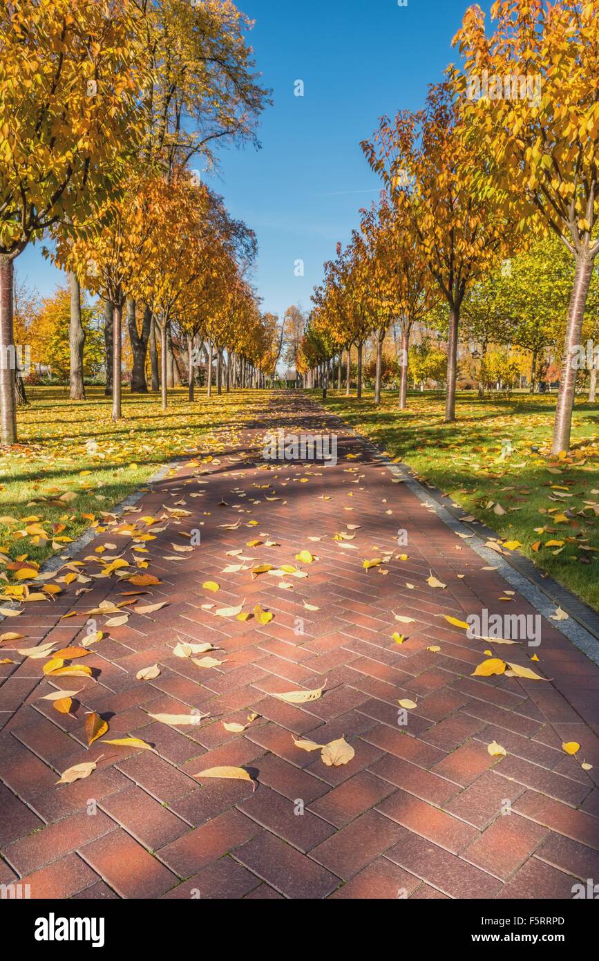 Beautiful alley sakura Stock Photo - Alamy