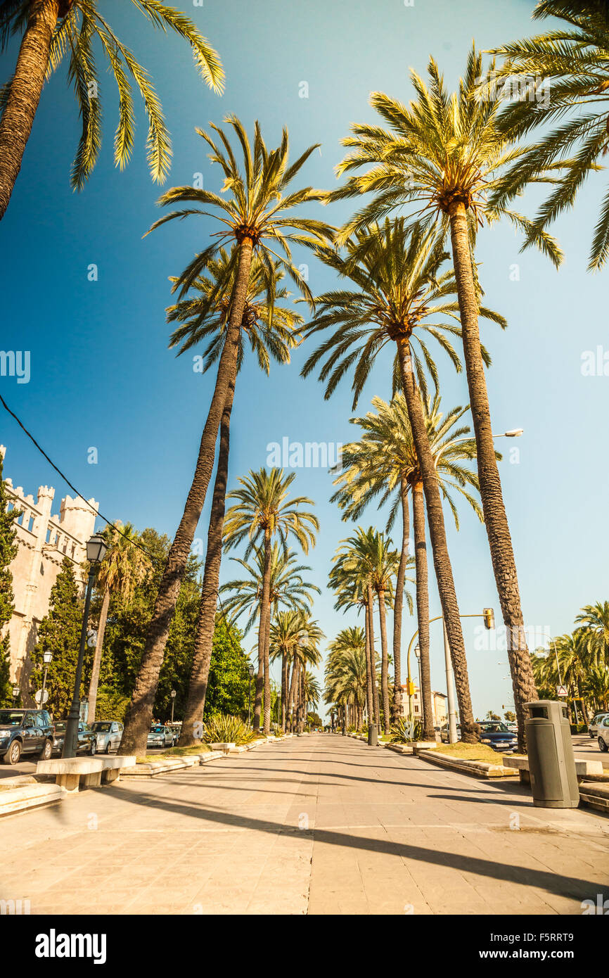 Palm trees in Palma de Mallorca Stock Photo - Alamy