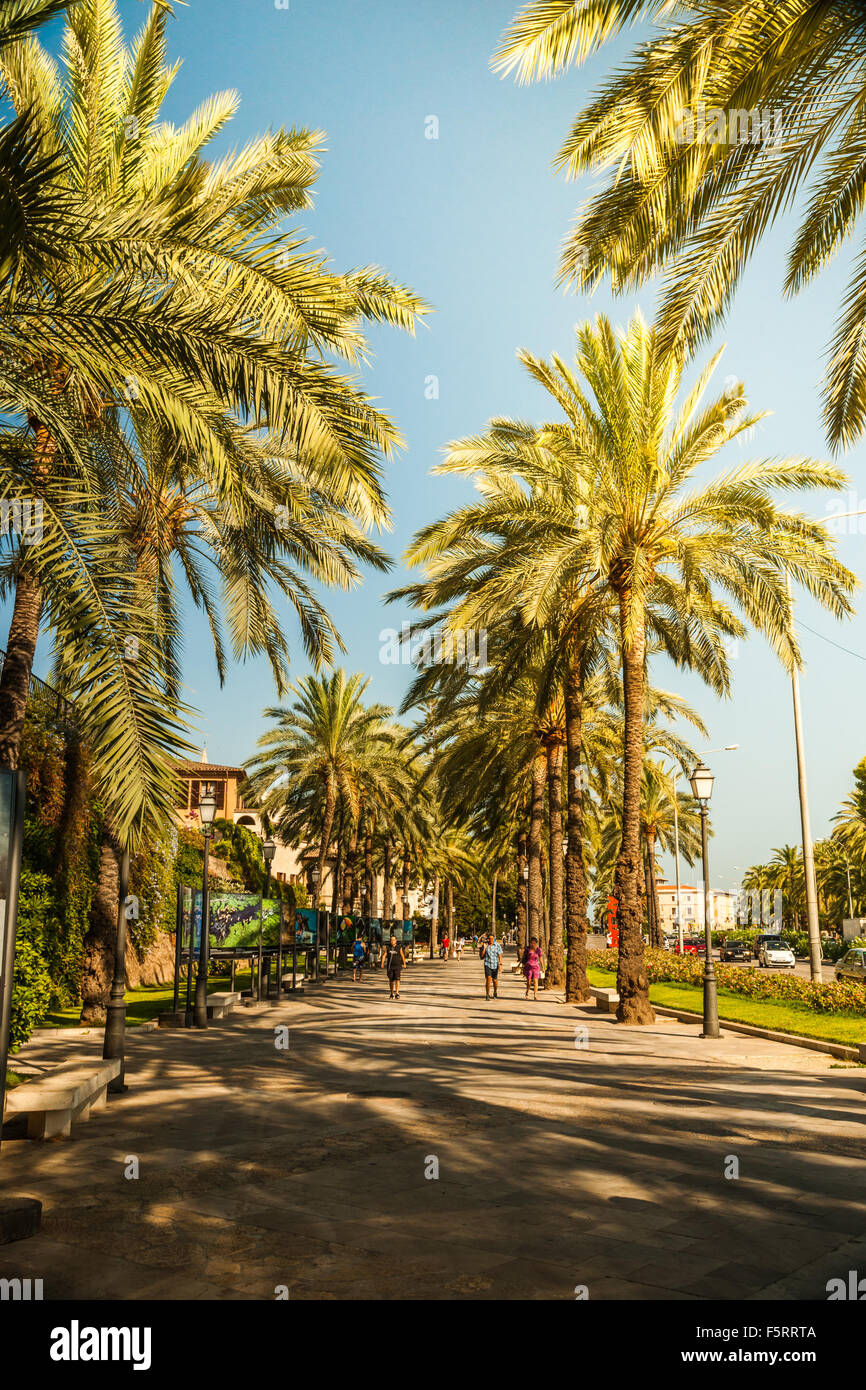 Palm trees in Palma de Mallorca Stock Photo - Alamy