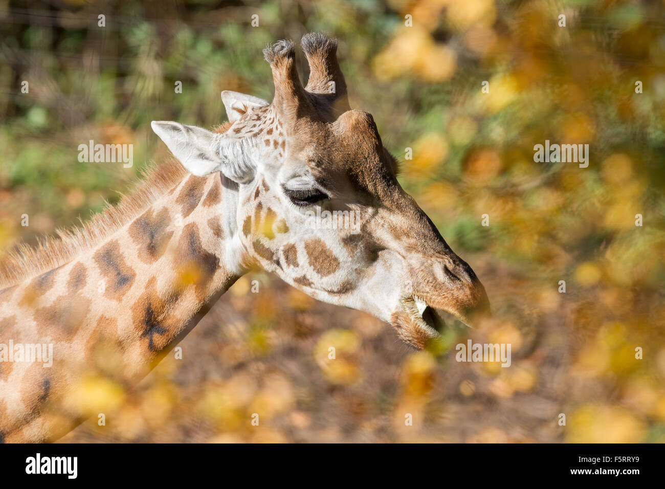 Single giraffe hi-res stock photography and images - Alamy