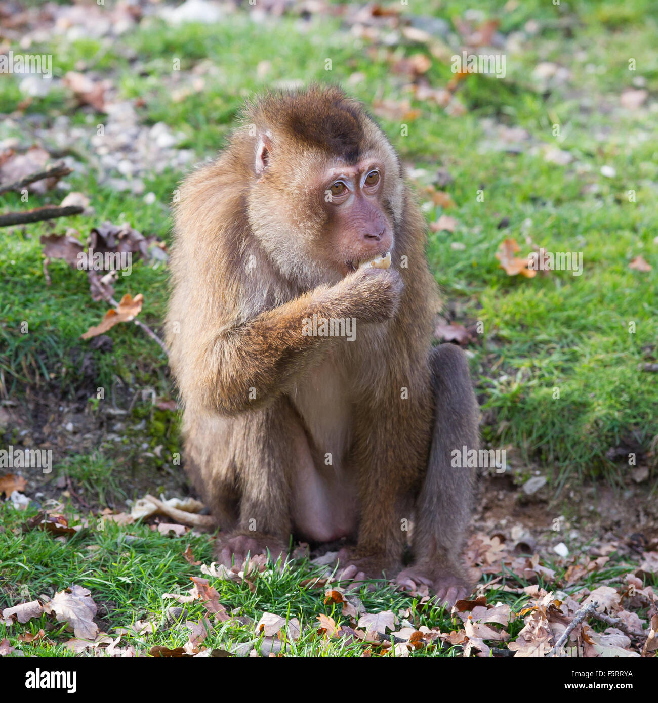 Beautiful pig-tailed macaque (Macaca nemestrina) eating fruit Stock ...