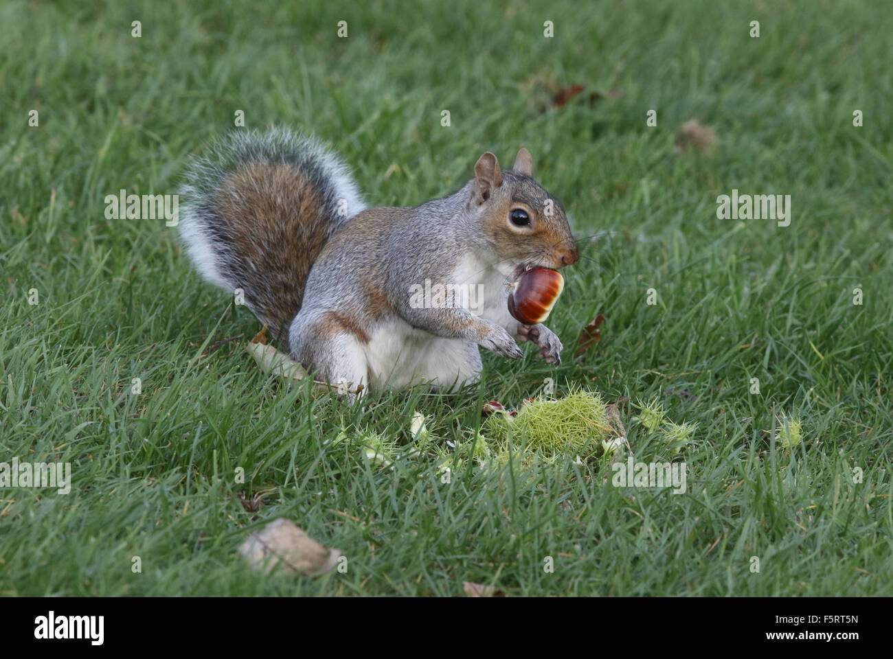 Squirrel eating sweet chestnut hi-res stock photography and images - Alamy