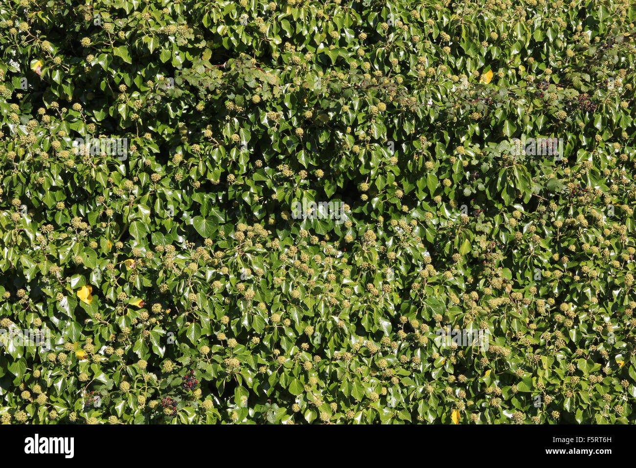 Ivy and bramble hedge hi-res stock photography and images - Alamy