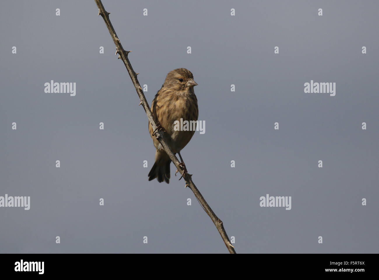 Female linnet bird hi-res stock photography and images - Alamy