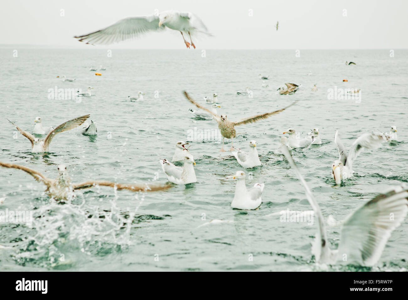 Large seagulls hi-res stock photography and images - Alamy