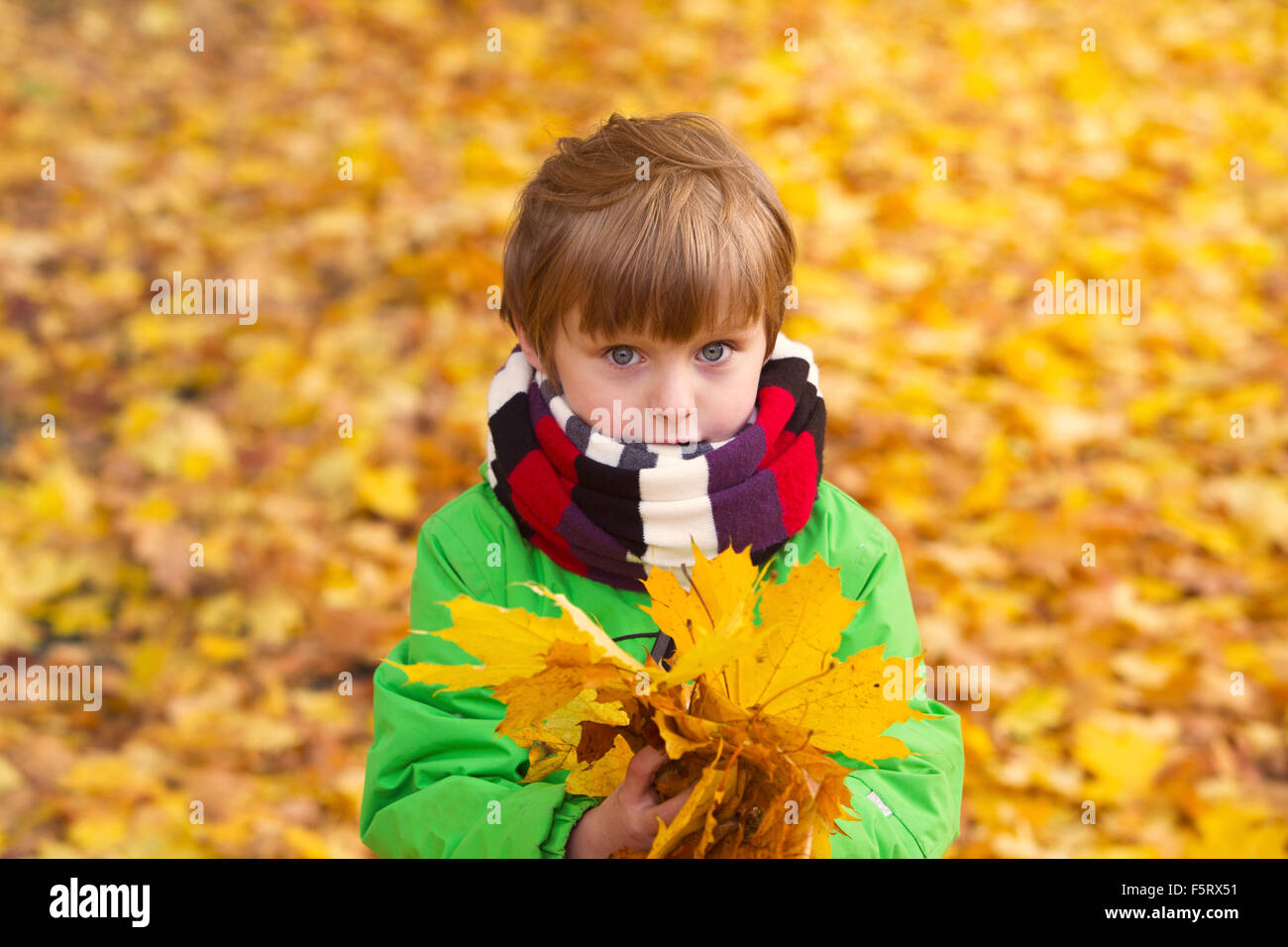 boy in park in fall holding leaves in his hands Stock Photo - Alamy