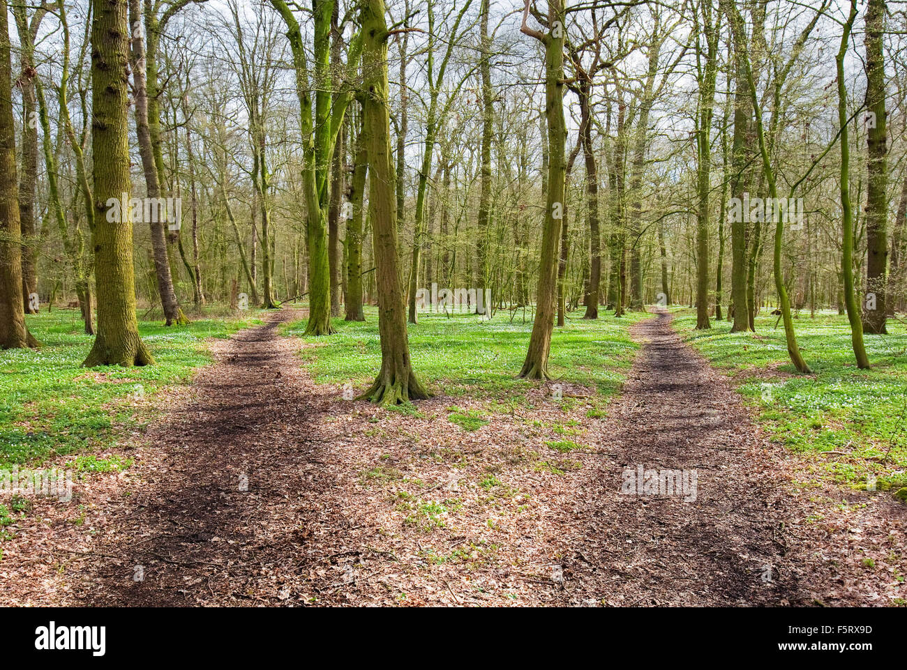 Path in forest split hi-res stock photography and images - Alamy