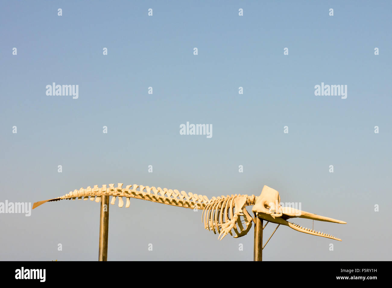 Whale Mammal Skeleton Stock Photo - Alamy