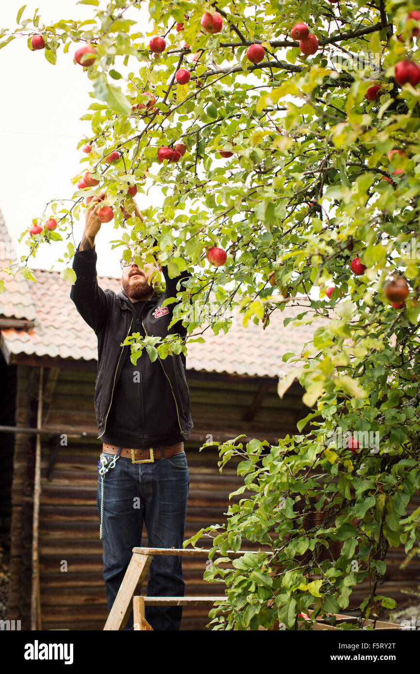 Man picking apples hi-res stock photography and images - Alamy