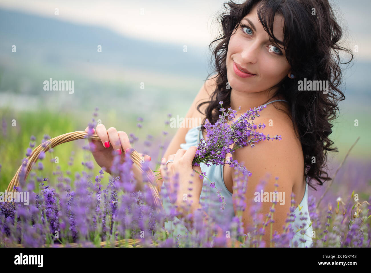 Young woman harvesting lavender flowers Stock Photo - Alamy