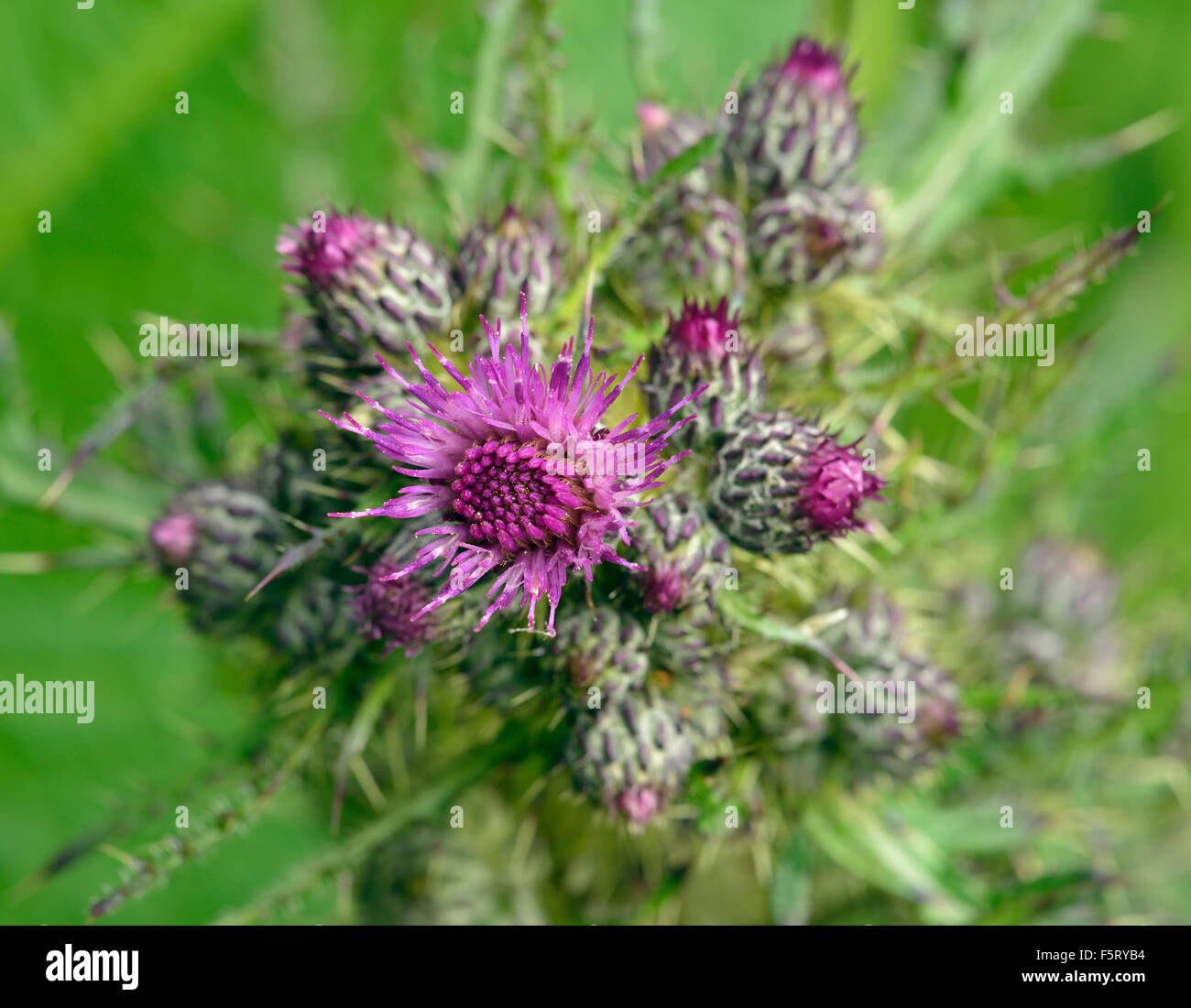 Marsh Thistle - Cirsium palustre Closeup of Flower Cluster Stock Photo ...