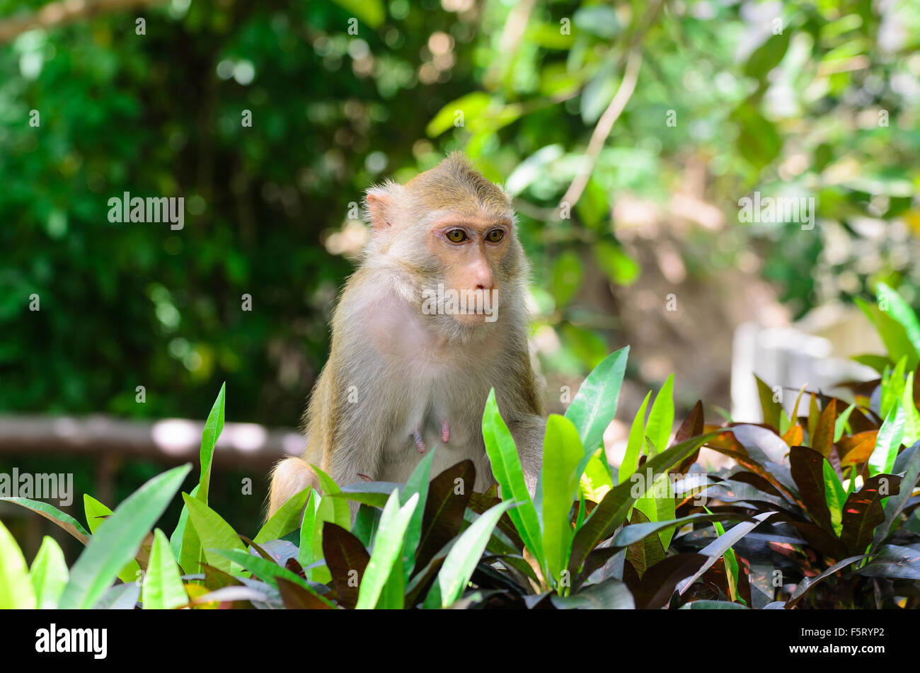 Portrait of a monkey in wildlife Stock Photo - Alamy
