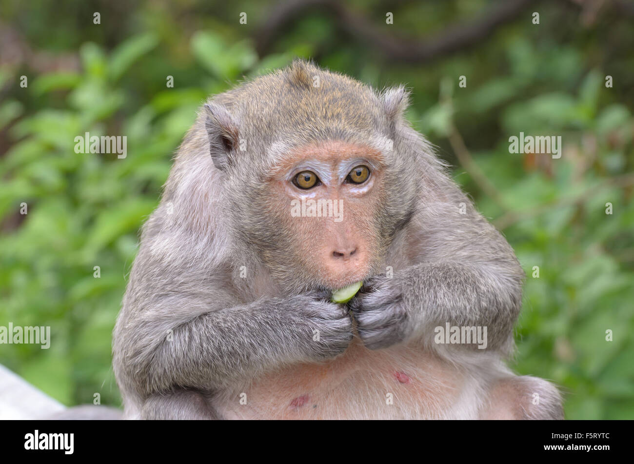 Portrait of a monkey in wildlife Stock Photo - Alamy