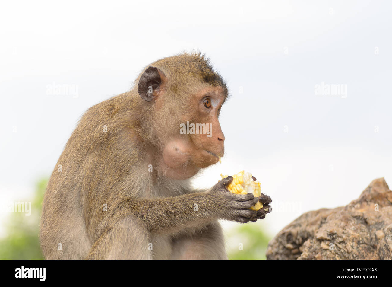 Portrait of a monkey in wildlife Stock Photo - Alamy