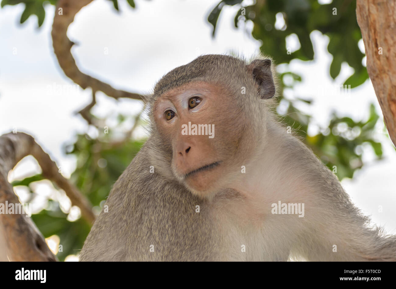 Portrait of a monkey in wildlife Stock Photo - Alamy
