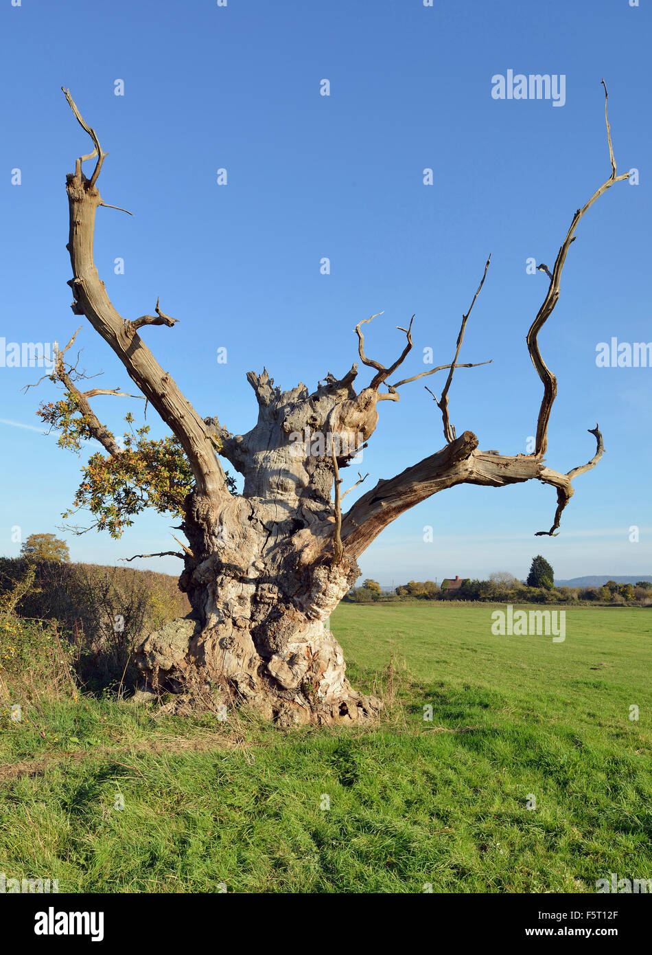 Old Pedunculate (English) Oak Tree - Quercus robur Stock Photo - Alamy