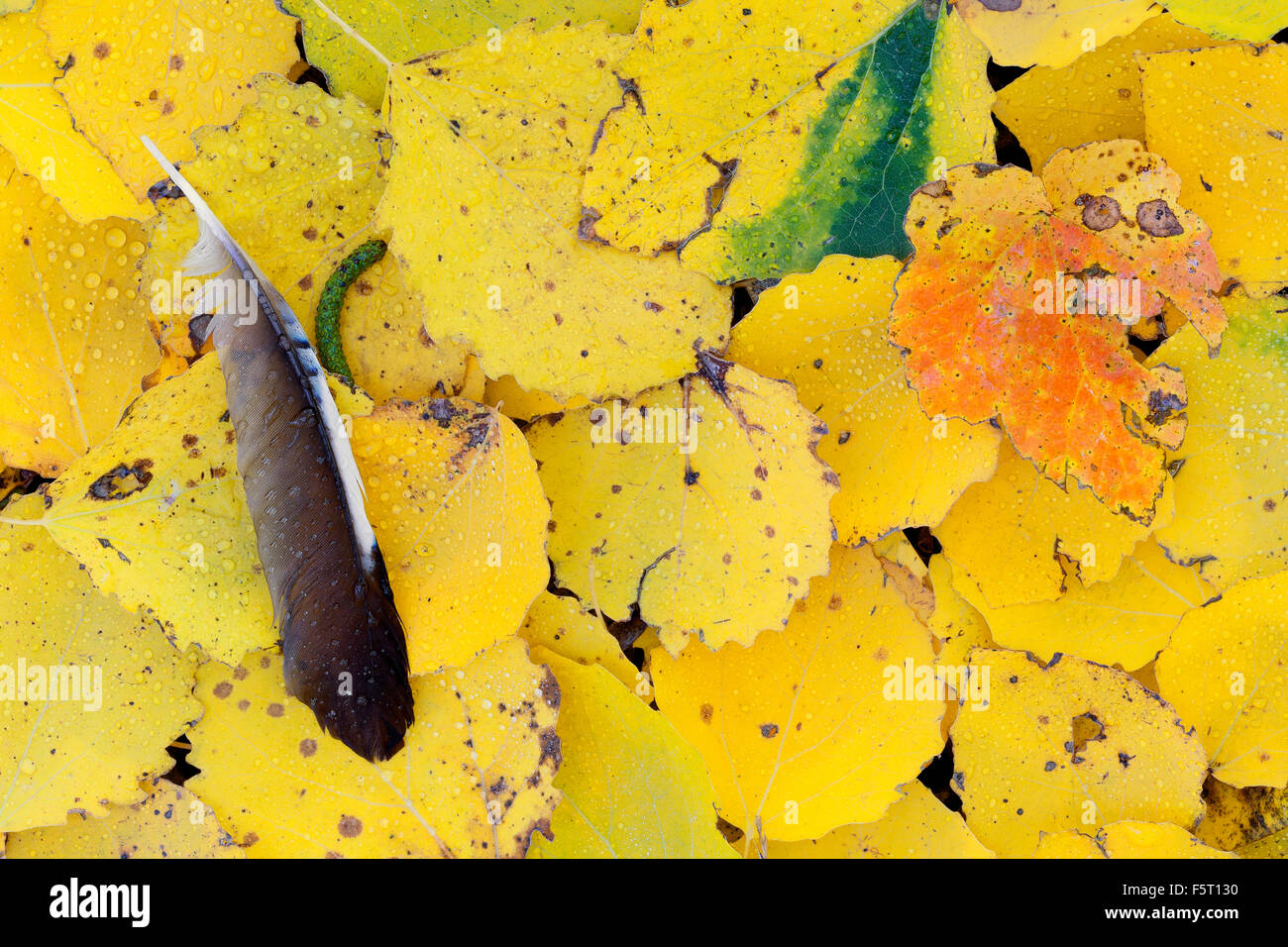 Leaves with bird hi-res stock photography and images - Alamy