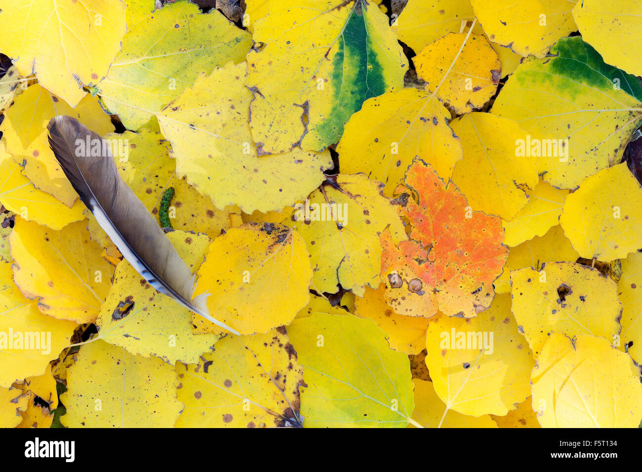 Leaves with bird hi-res stock photography and images - Alamy