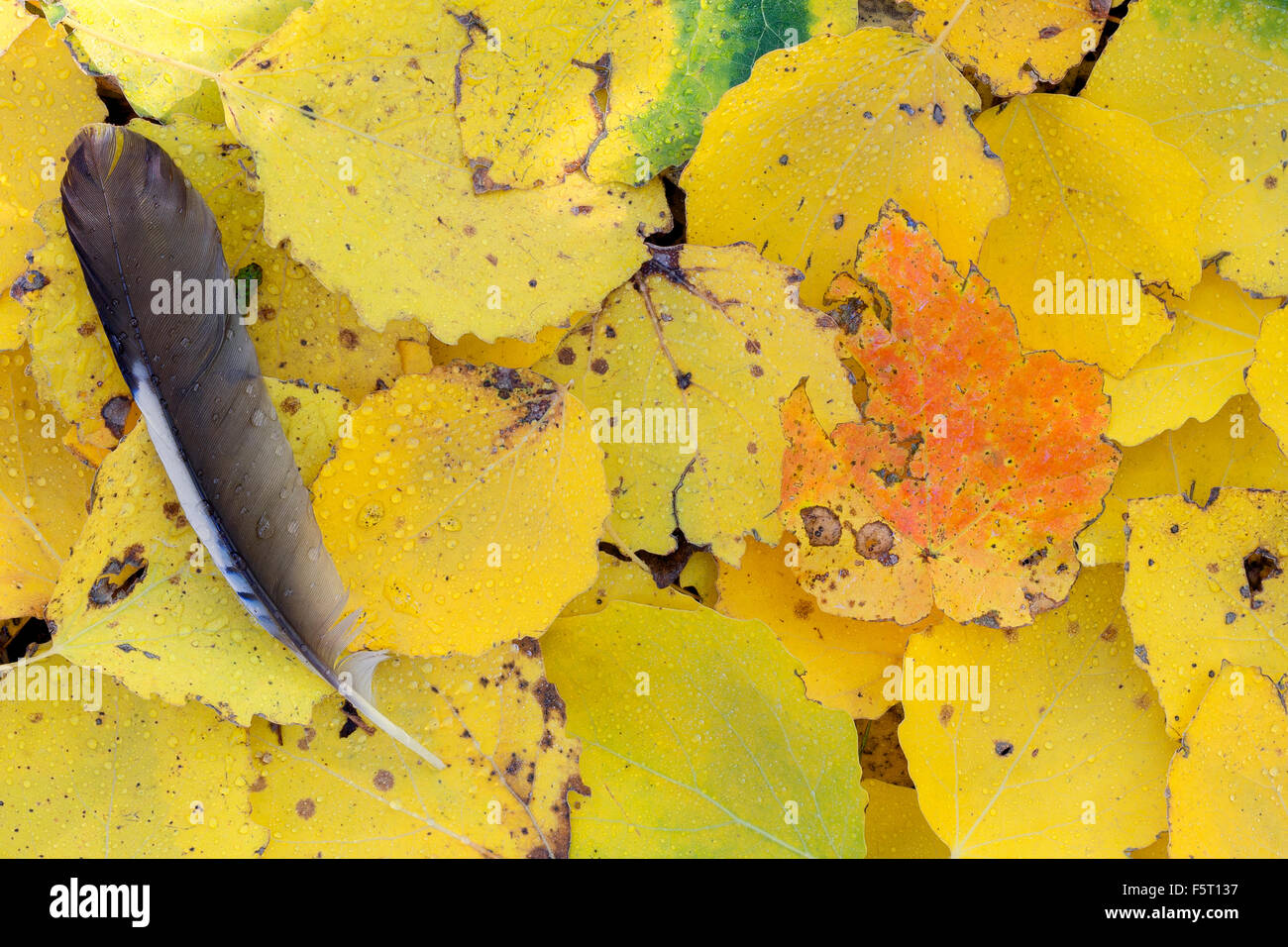 Leaves with bird hi-res stock photography and images - Alamy