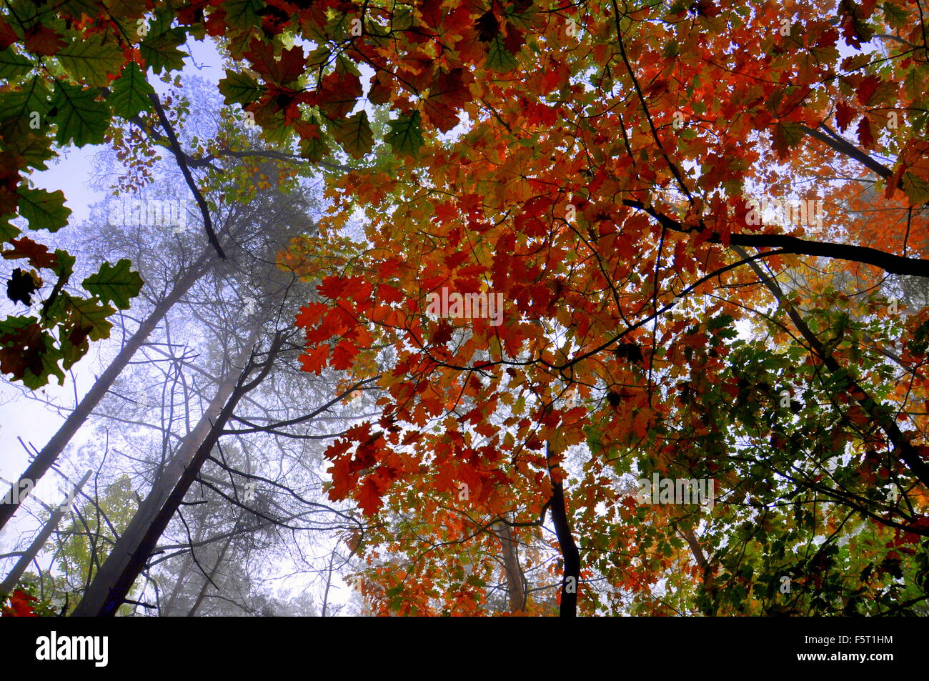 Colorful trees in the forest, forest, color, fall, tree, sky Stock ...