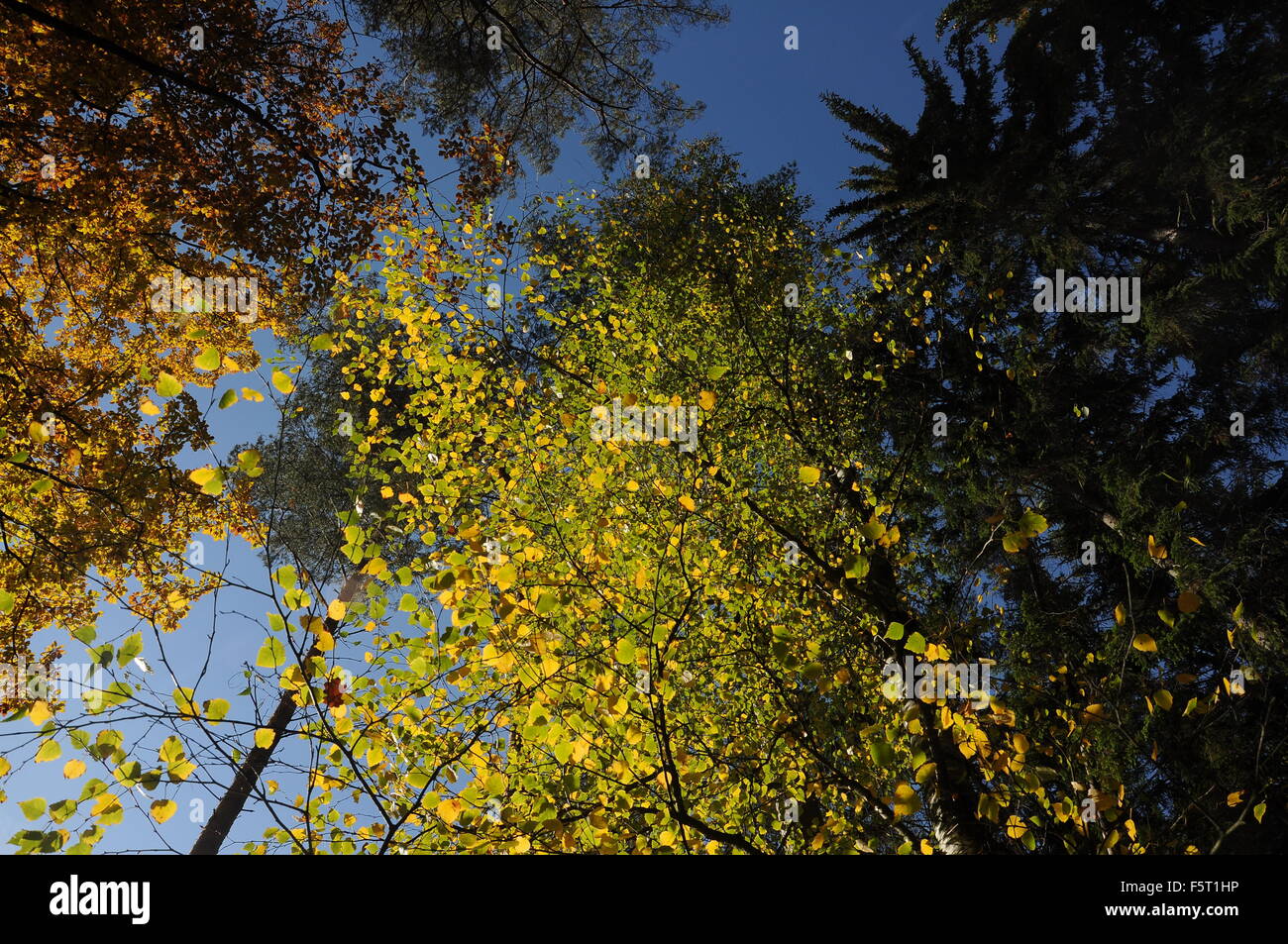 Colorful trees in the forest, forest, color, fall, tree, sky Stock ...