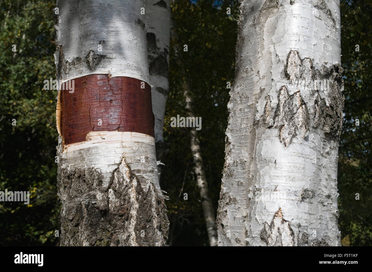 Peeled tree trunks hi-res stock photography and images - Alamy