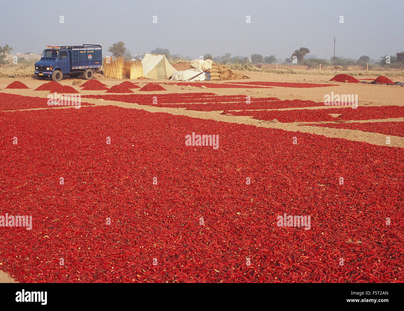 Spice field of india hi-res stock photography and images - Alamy