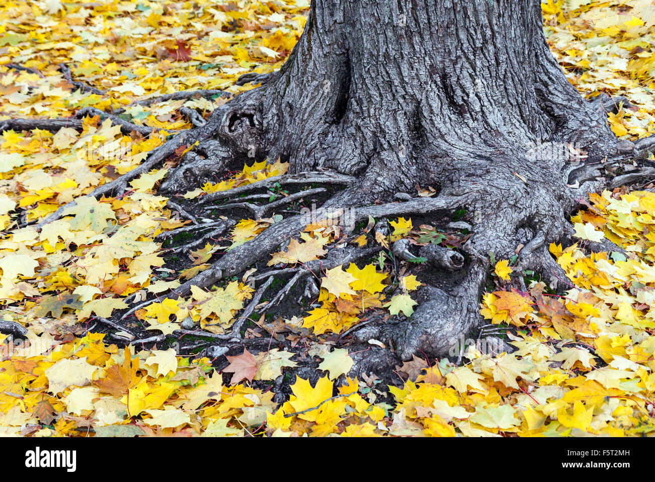 Maple Tree Roots Not Japanese High Resolution Stock Photography and ...