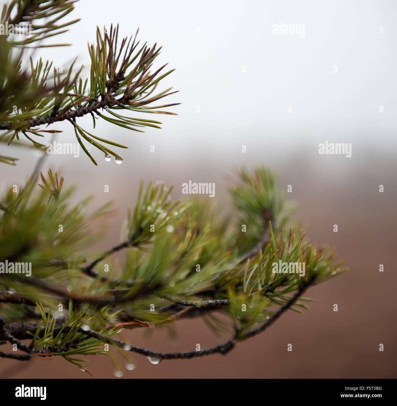 Close-up of pine tree with morning dew on the twig Stock Photo - Alamy