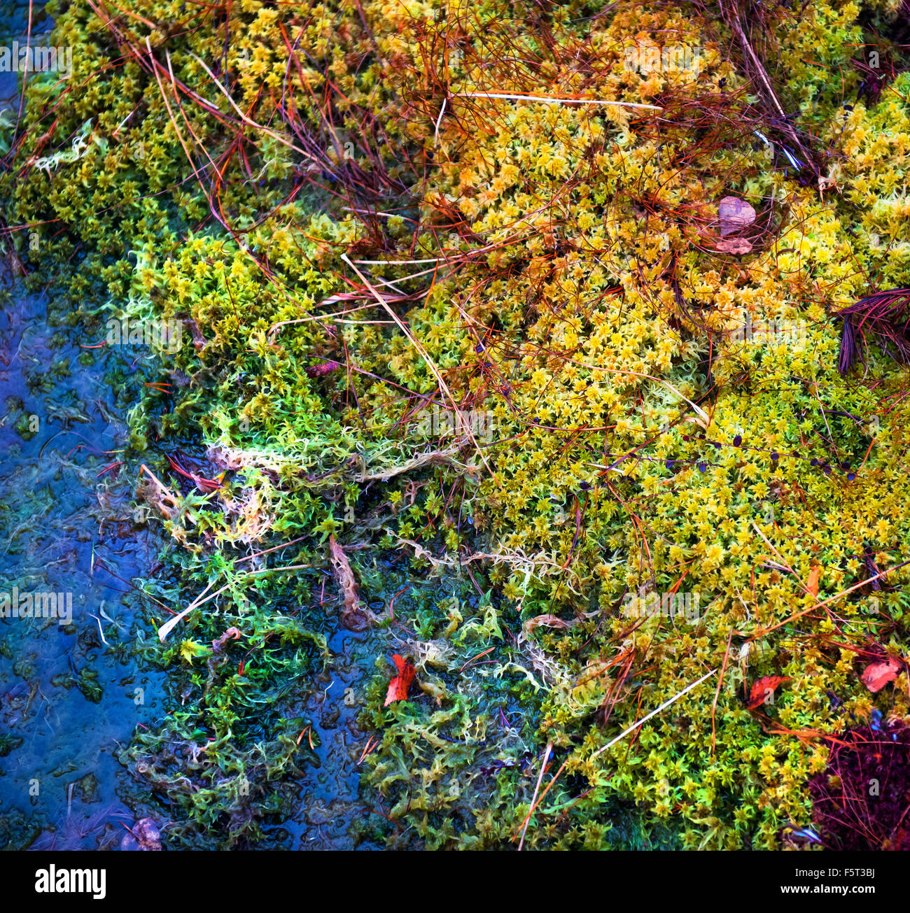 Mossy background hi-res stock photography and images - Alamy