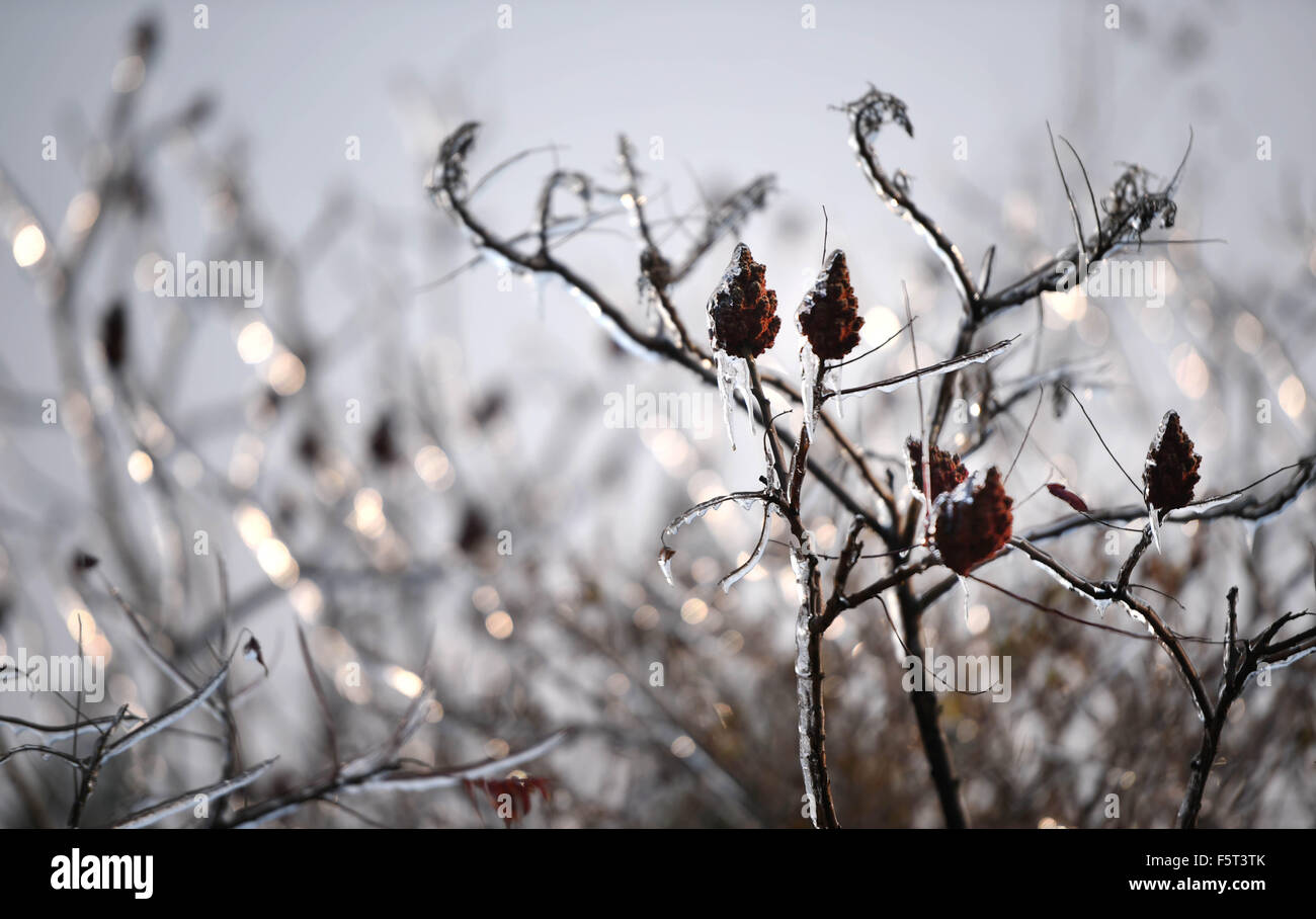 Wafangdian. 9th Nov, 2015. A tree cloaked with ice is seen on a winter ...