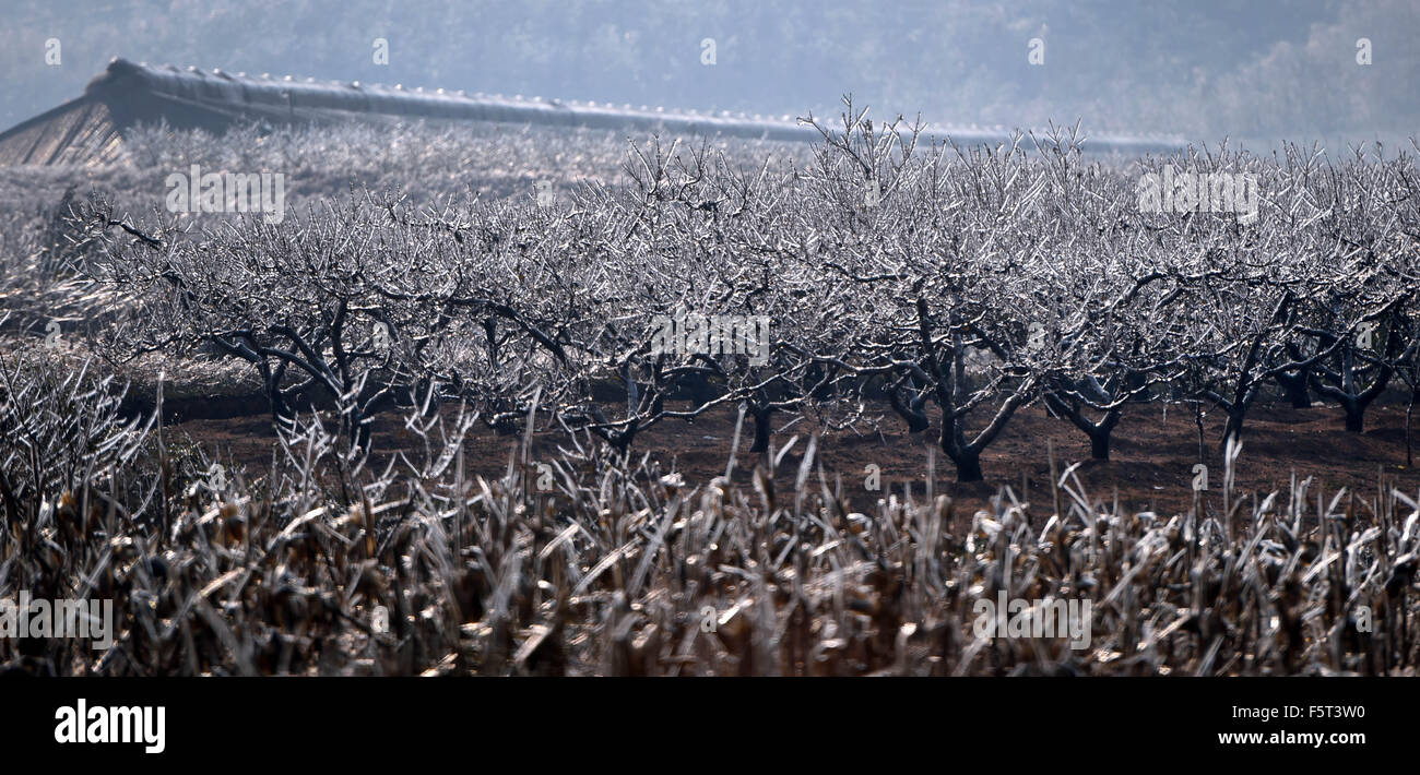 Wafangdian. 9th Nov, 2015. Trees cloaked with ice are seen on a winter ...