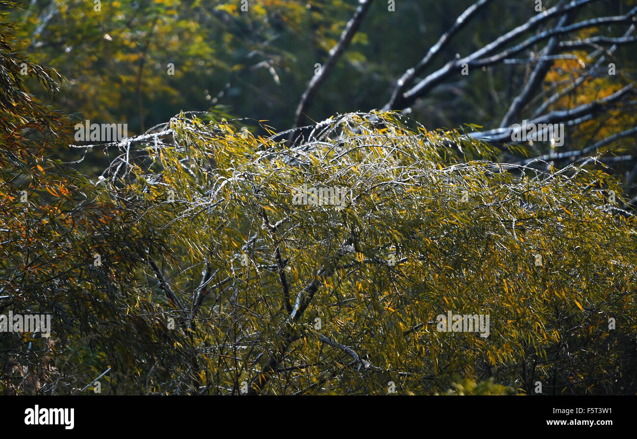Wafangdian. 9th Nov, 2015. A tree cloaked with ice is seen on a winter ...