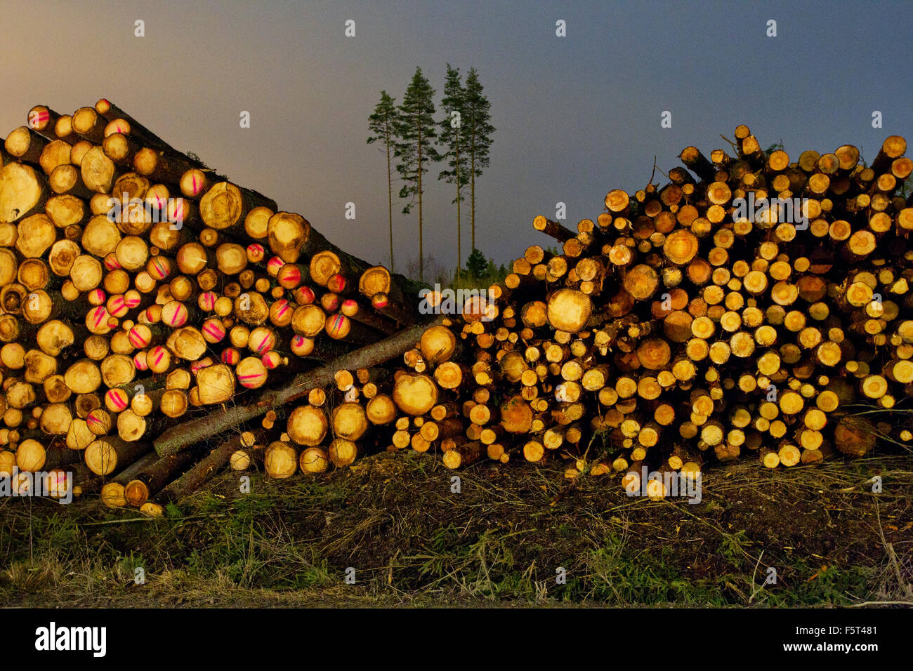 Finland deforestation hi-res stock photography and images - Alamy