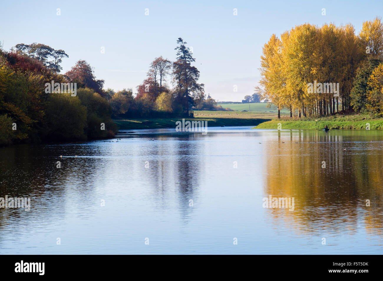 Tranquil scene with sunlit autumn trees reflected in River Tweed. Kelso ...