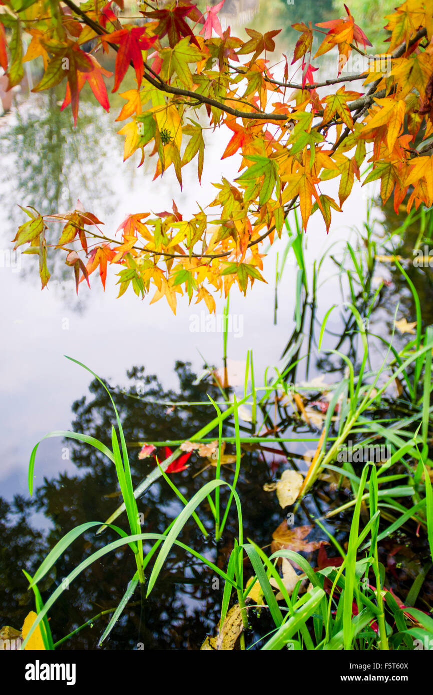 Tree branches hanging over water hi-res stock photography and images ...