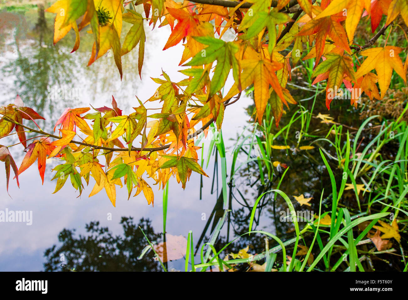 Over hanging tree branches hi-res stock photography and images - Alamy