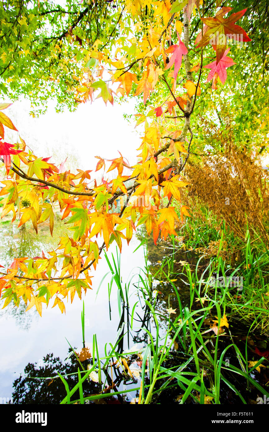 Tree branches hanging over water hi-res stock photography and images ...
